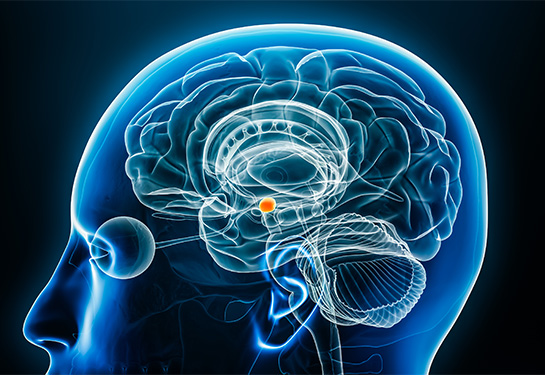 Anatomy Spotlight: The Amygdala – Your Brain’s Alarm System (and Why It ...